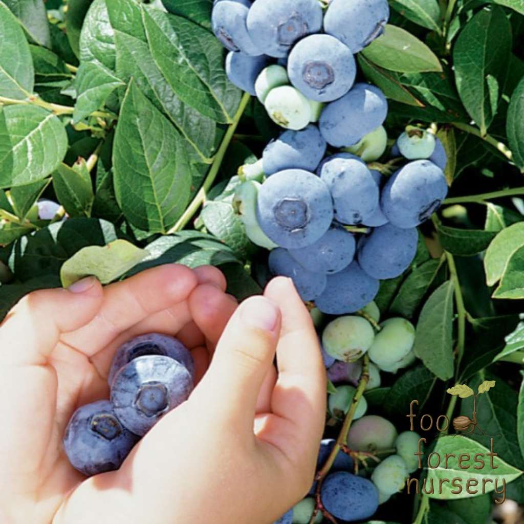 Darrow Blueberry Plant For Sale - 10"-14" Tall, 1 Liter Pot Plant