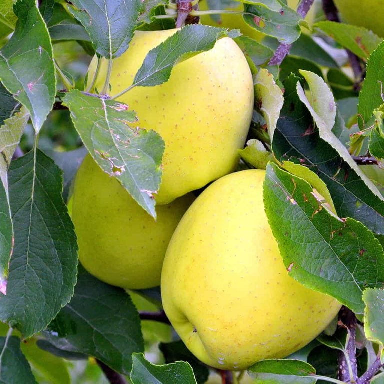 Dorsett Golden Apple Tree For Sale - 4'-5' Bare Root Grafted Tree