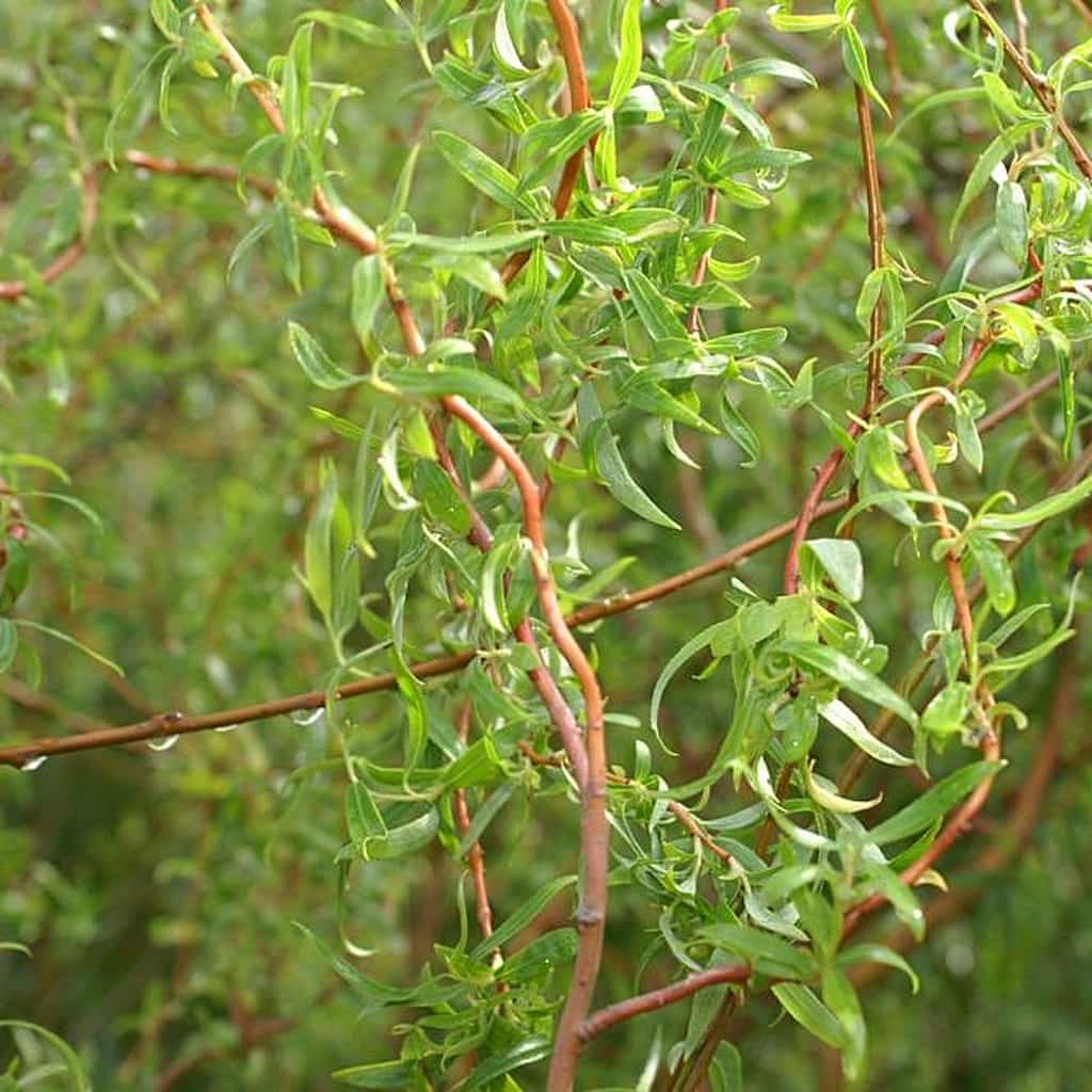 Dragon Claw Willow Tree For Sale - 2'-3' Bare Root Tree