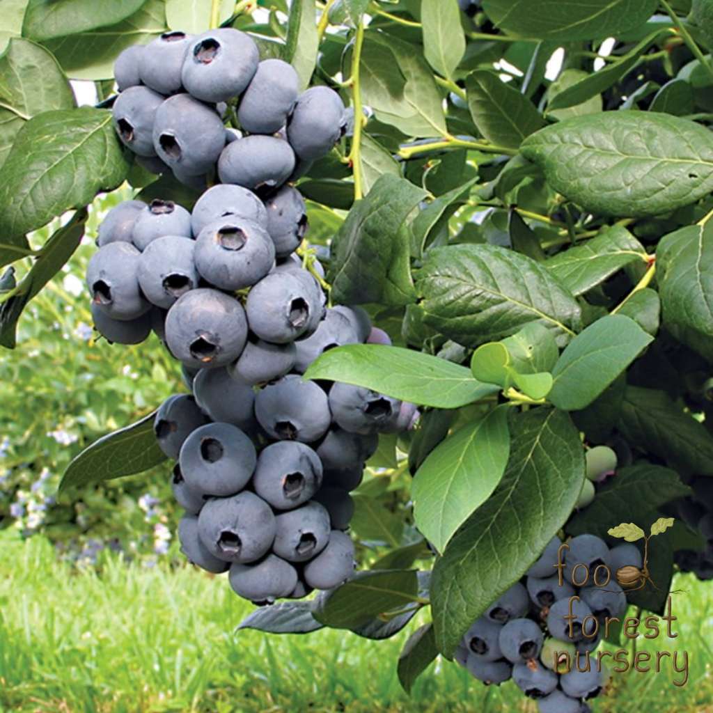 Draper Blueberry Plant For Sale - 10"-14" Tall, 1 Liter Pot Plant