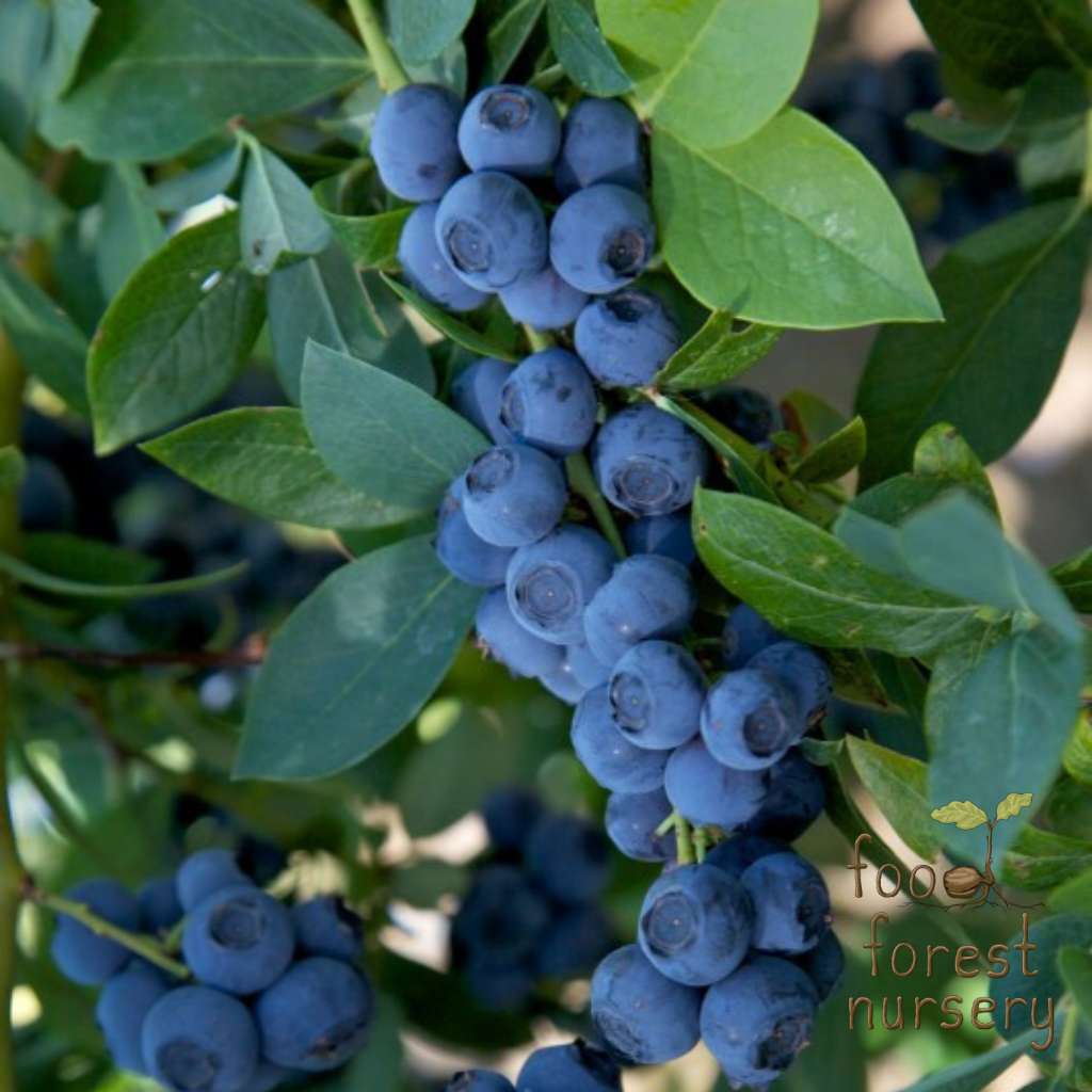 Earliblue Blueberry Plant For Sale - 10"-14" Tall, 1 Liter Pot Plant