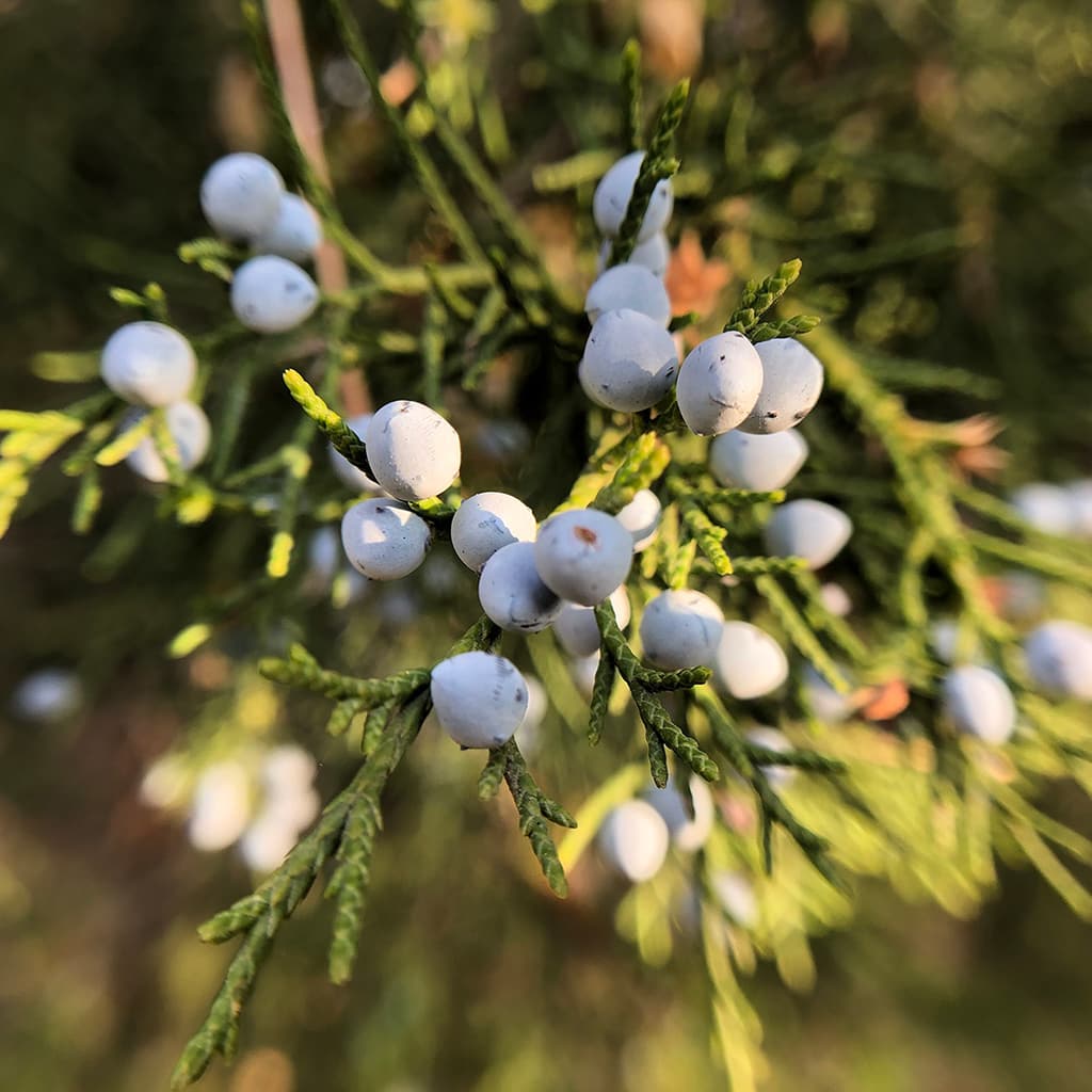 Eastern Red Cedar Tree For Sale - 8"-12" Bare Root Seedling Tree