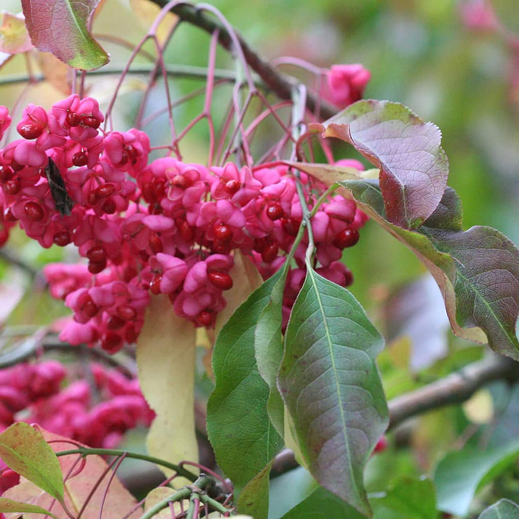Eastern Wahoo Plant For Sale - 1'-2' Bare Root Seedling Plant