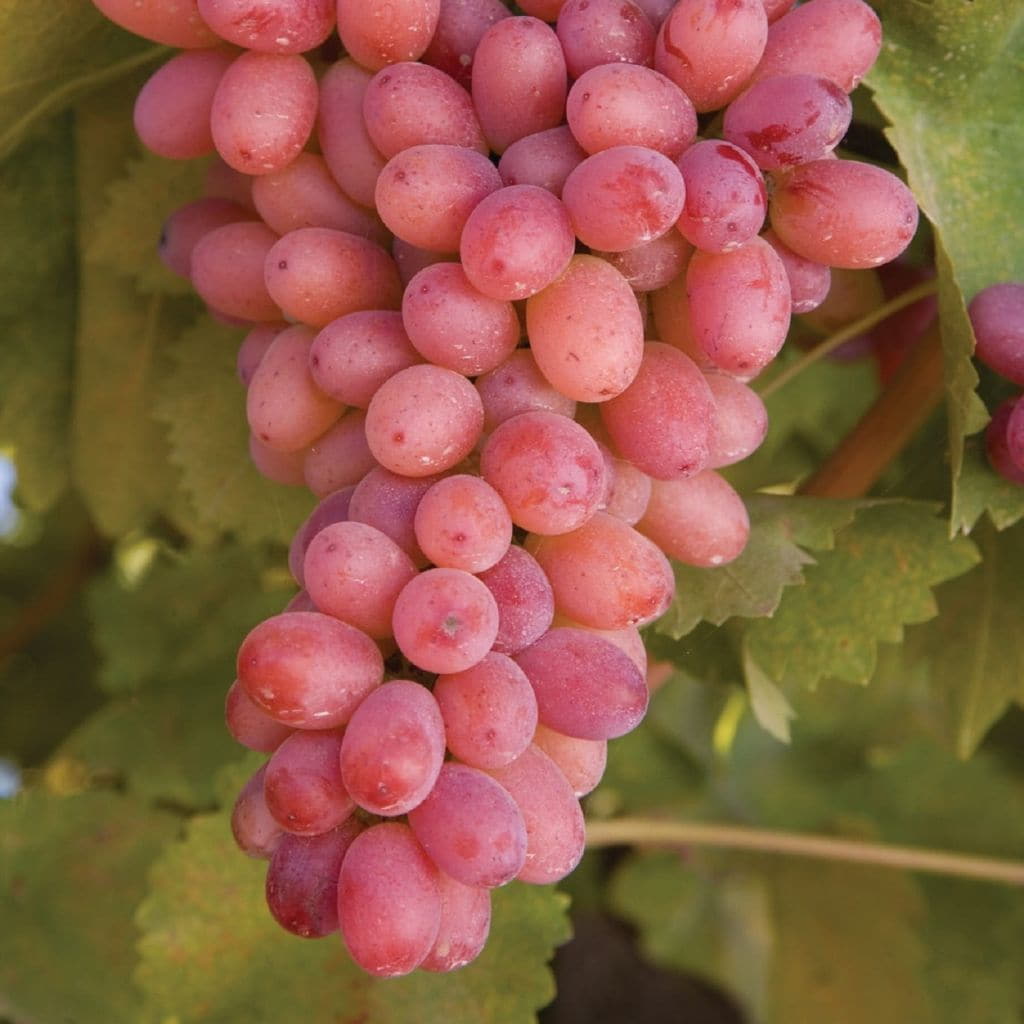 Einset Grape Vine For Sale - 1'-2' Bare Root Vine