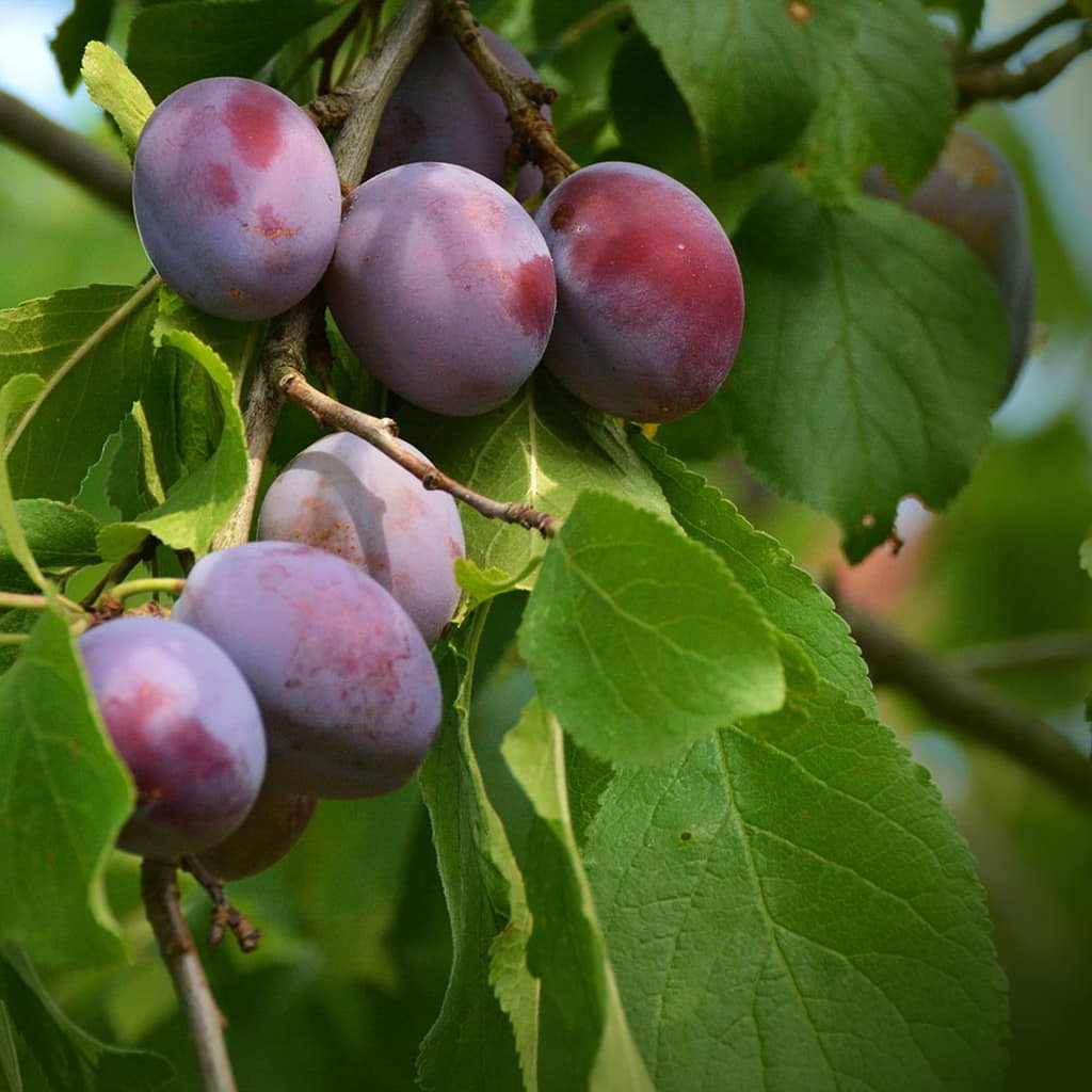 Chickasaw Plum Tree For Sale - 1-2ft Bareroot Seedling