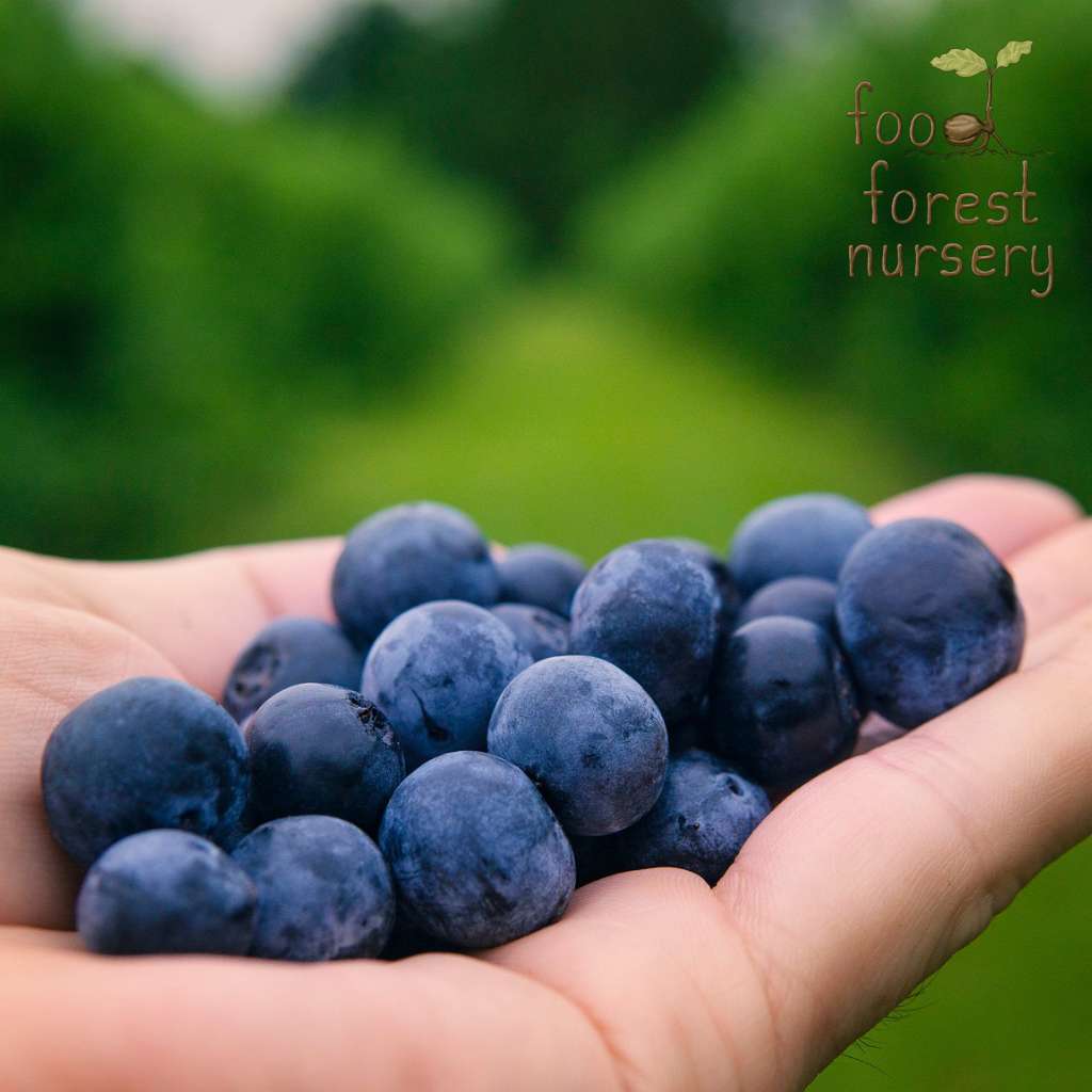 Emerald Blueberry Plant For Sale - 10"-14" Tall, 1 Liter Pot Plant