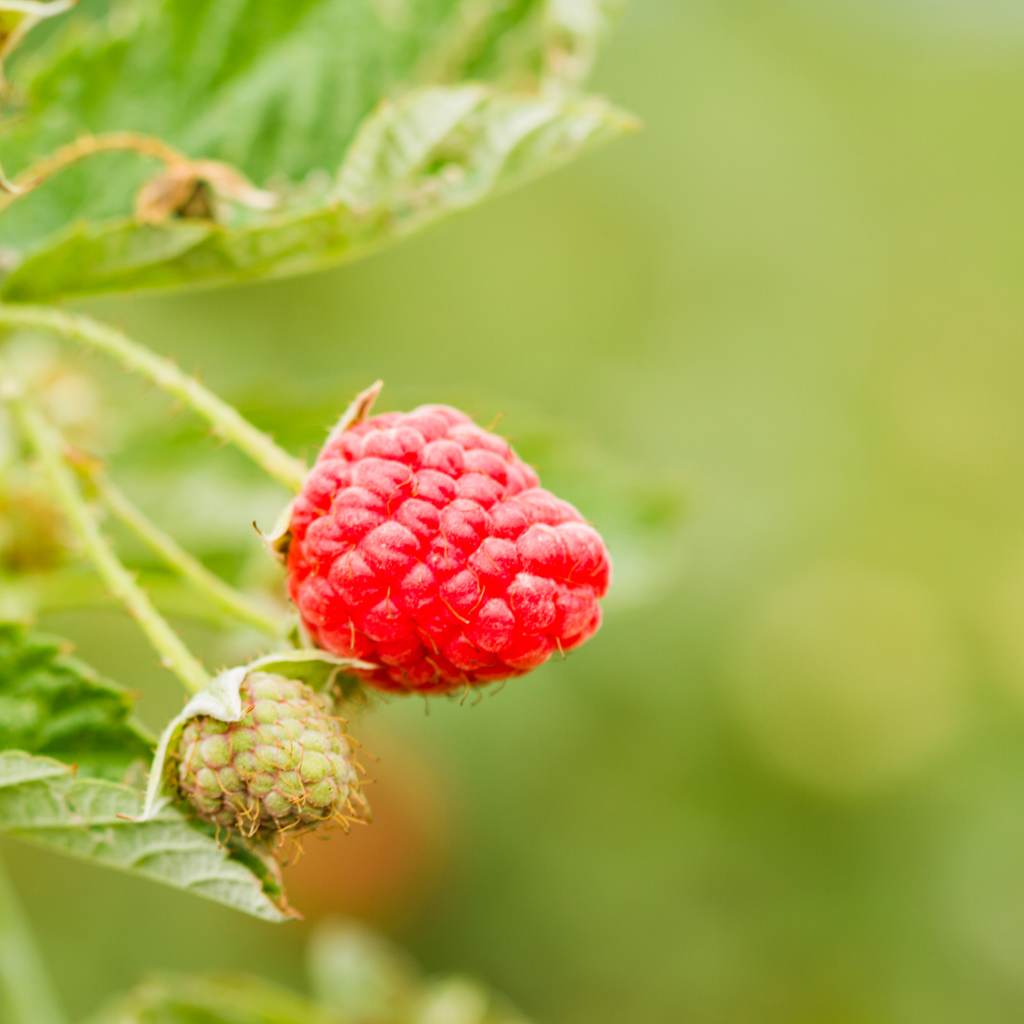 Double Gold Raspberry Plant For Sale - 12"-18" Bare Root Plant