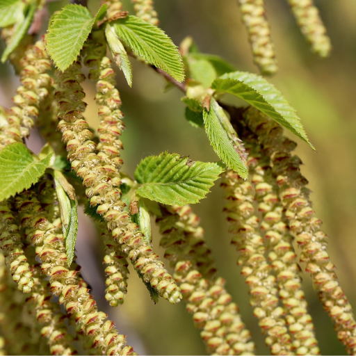 European Hornbeam Tree For Sale - 4'-5' Bare Root Grafted Tree