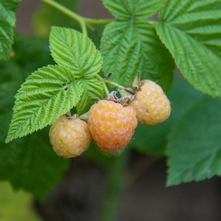 Fall Gold Yellow Raspberry Plant For Sale - 12"-18" Bare Root Plant