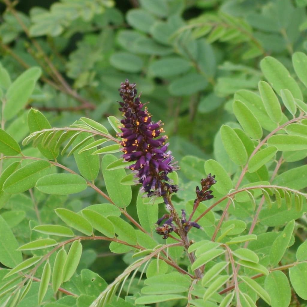 False Indigo Plant For Sale - 1'-2' Bare Root Seedling Plant