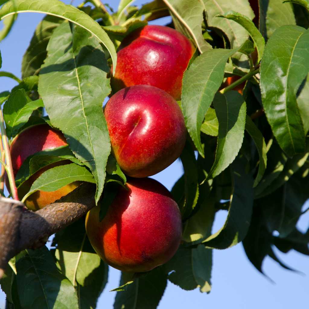 Fantasia Nectarine Tree For Sale - 4'-5' Bare Root Grafted Tree