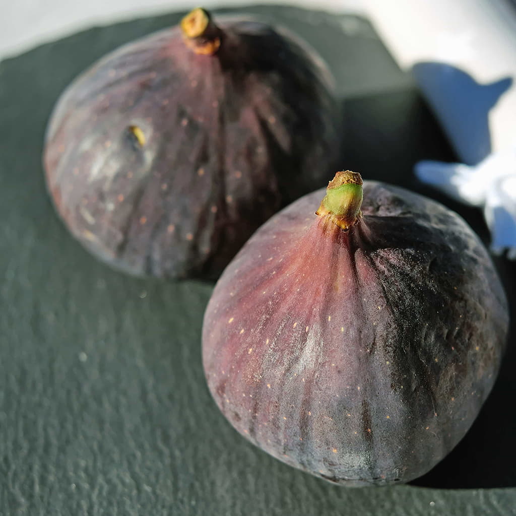 Florea Fig Tree For Sale - 2'-3' Bare Root Tree