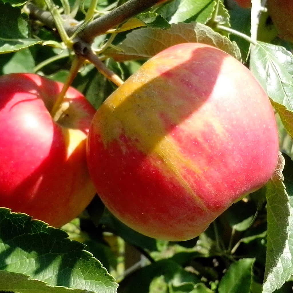 Apple Trees For Sale - Bare Root Grafted