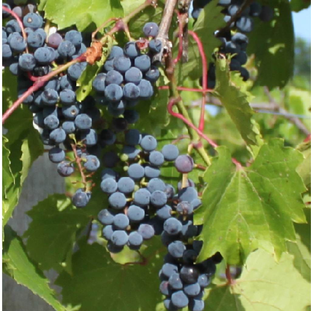 Frontenac Grape Vine For Sale - 1'-2' Bare Root Vine