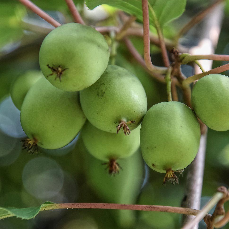 Geneva 3 Hardy Kiwi (Female) Vine For Sale - 10"-14" Tall, 1 Liter Pot Vine