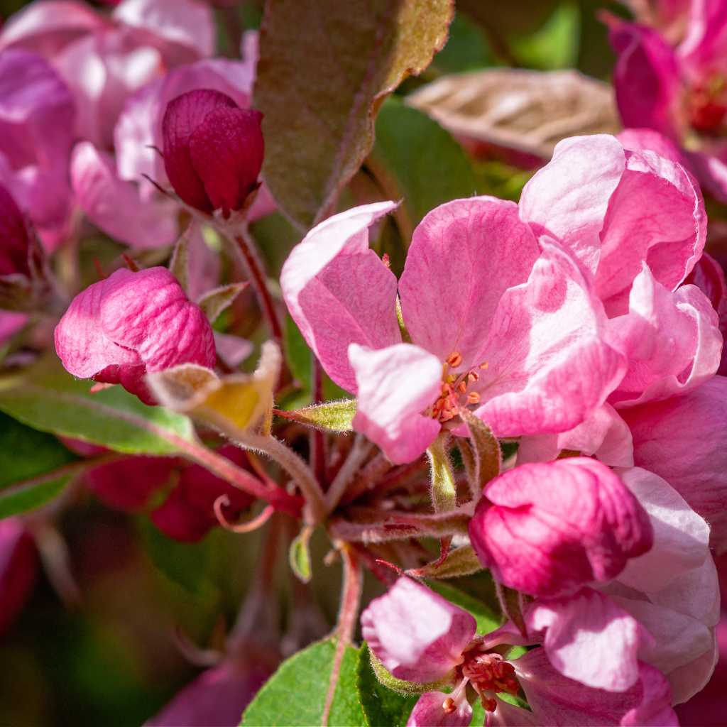 Gladiator Crabapple Tree For Sale - 4'-5' Bare Root Grafted Tree