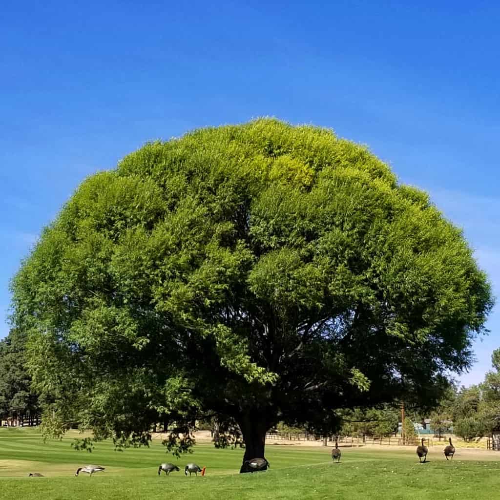 Globe Willow Tree For Sale - 2'-3' Bare Root Tree