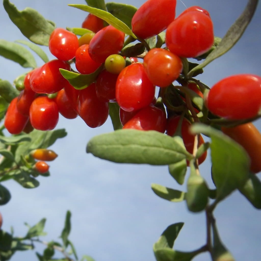 Goji Berry Plant For Sale - 2'-3' Bare Root Plant