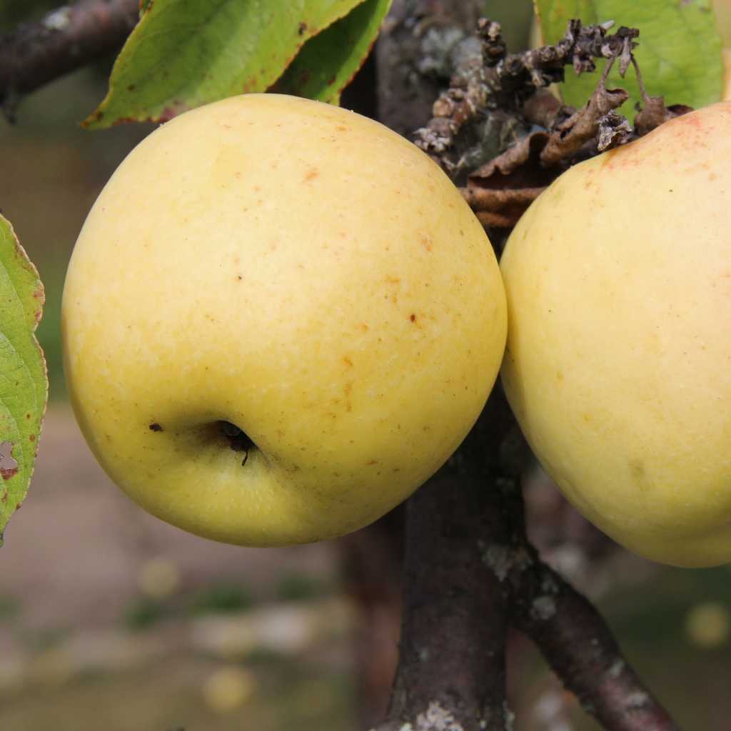 GoldRush Apple Tree For Sale - 4'-5' Bare Root Grafted Tree