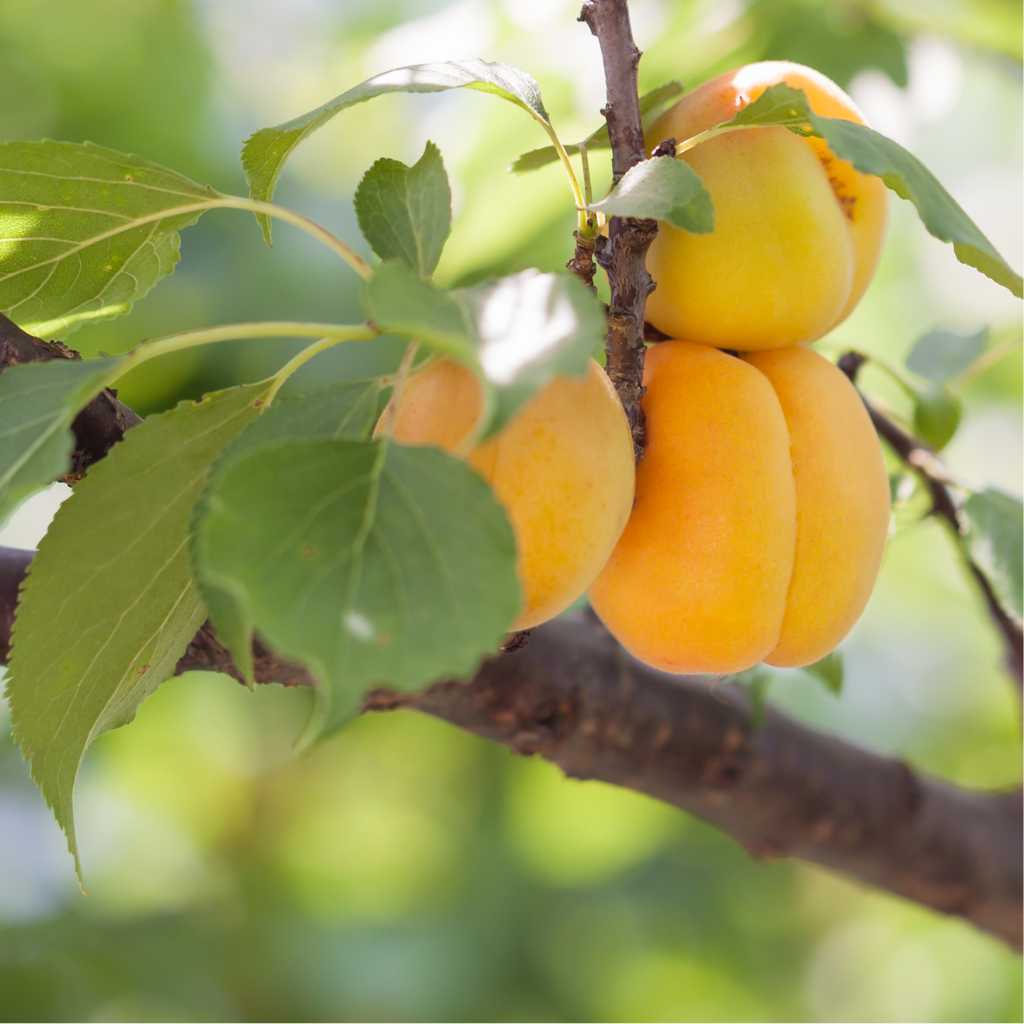 Goldcot Apricot Tree For Sale - 4'-5' Bare Root Grafted Tree