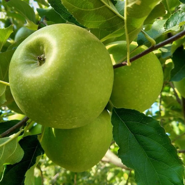 Green apple tree store