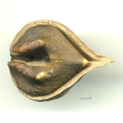 Heartnut Tree For Sale - 1'-2' Bare Root Seedling Tree