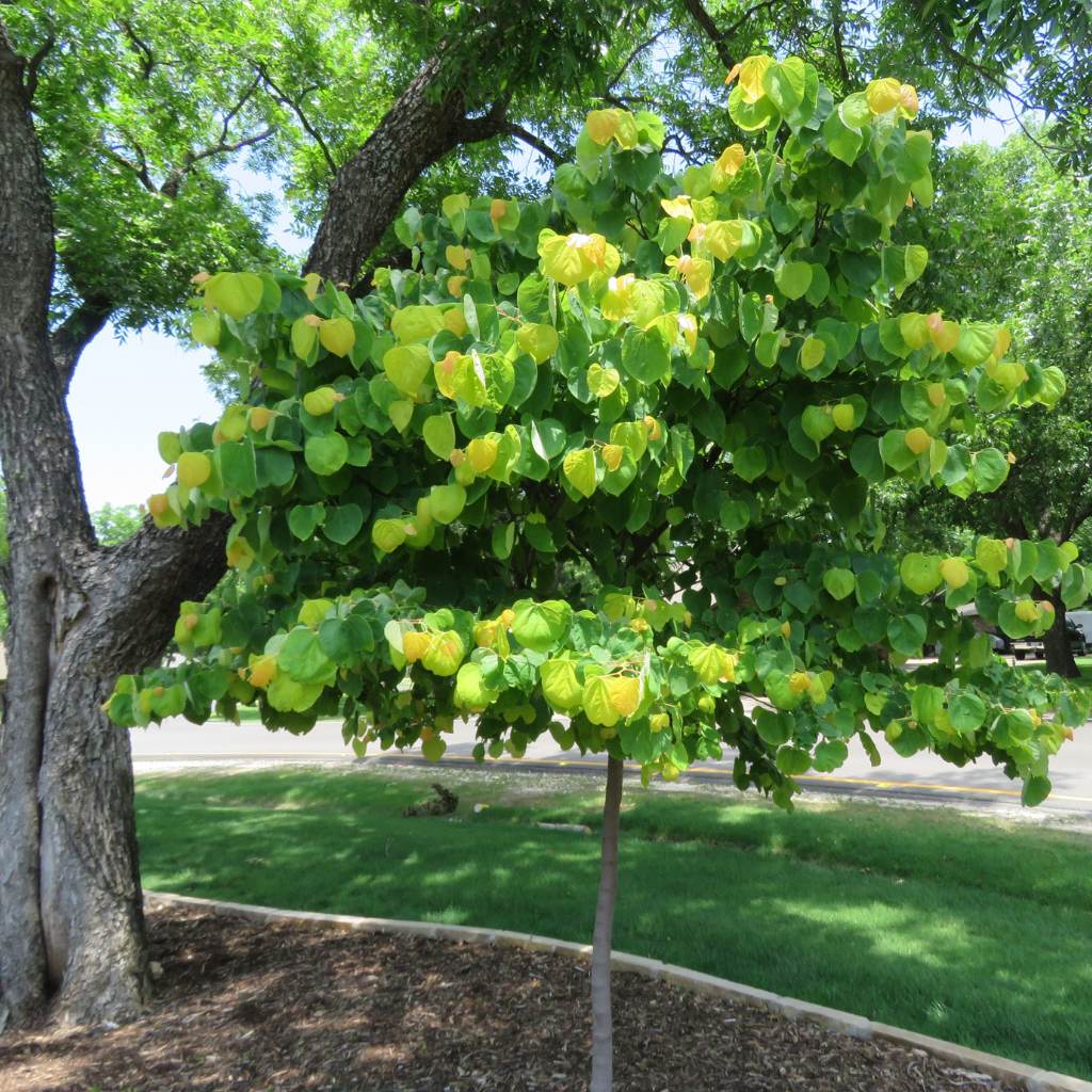 Hearts Of Gold Redbud Tree For Sale - 4'-5' Bare Root Grafted Tree