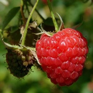 Shop - Food Forest Nursery