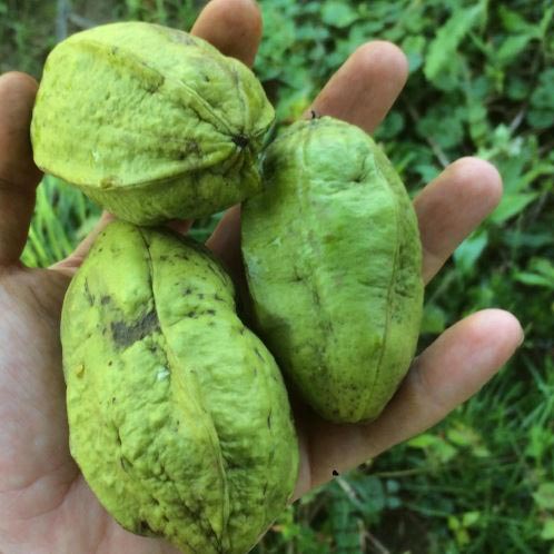 McAlester Hican Tree For Sale - 2'-3' Bare Root Grafted Tree