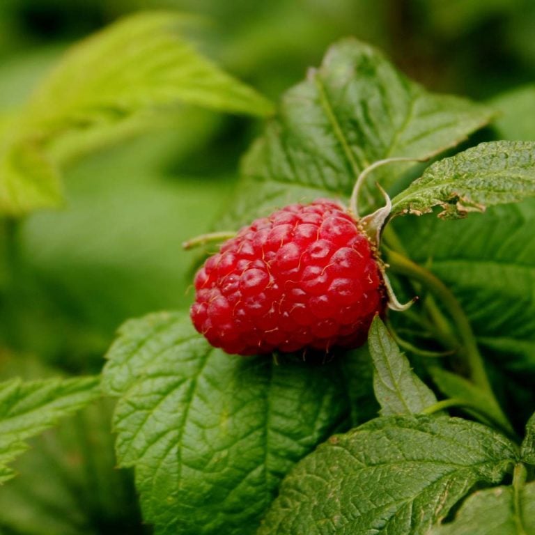 Himbo Top Raspberry Plant For Sale - 12"-18" Bare Root Plant