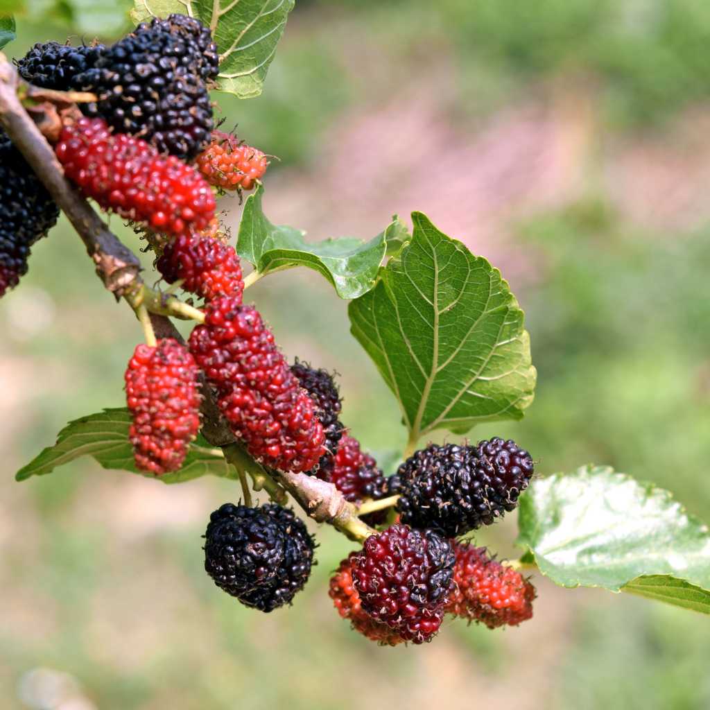 Illinois Everbearing Mulberry Tree For Sale - 1'-2' Bare Root Tree