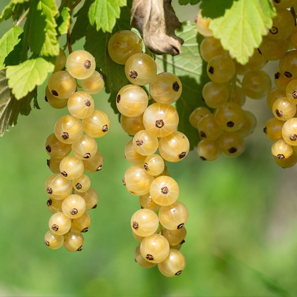 Currants For Sale - Bare Root Currant Plants