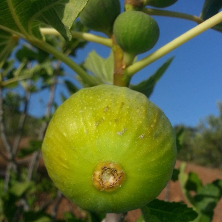 Ischia Fig Tree For Sale - 2'-3' Bare Root Tree