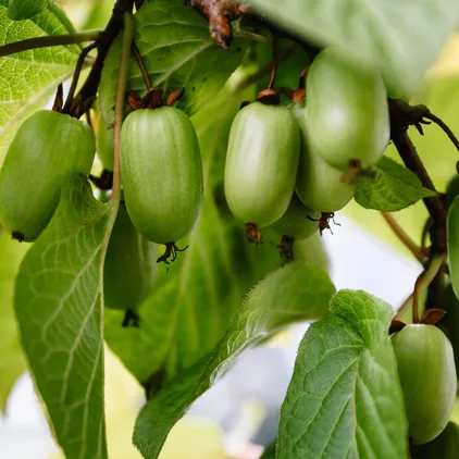 Issai Hardy Kiwi (Female) Vine For Sale - 10"-14" Tall, 1 Liter Pot Vine