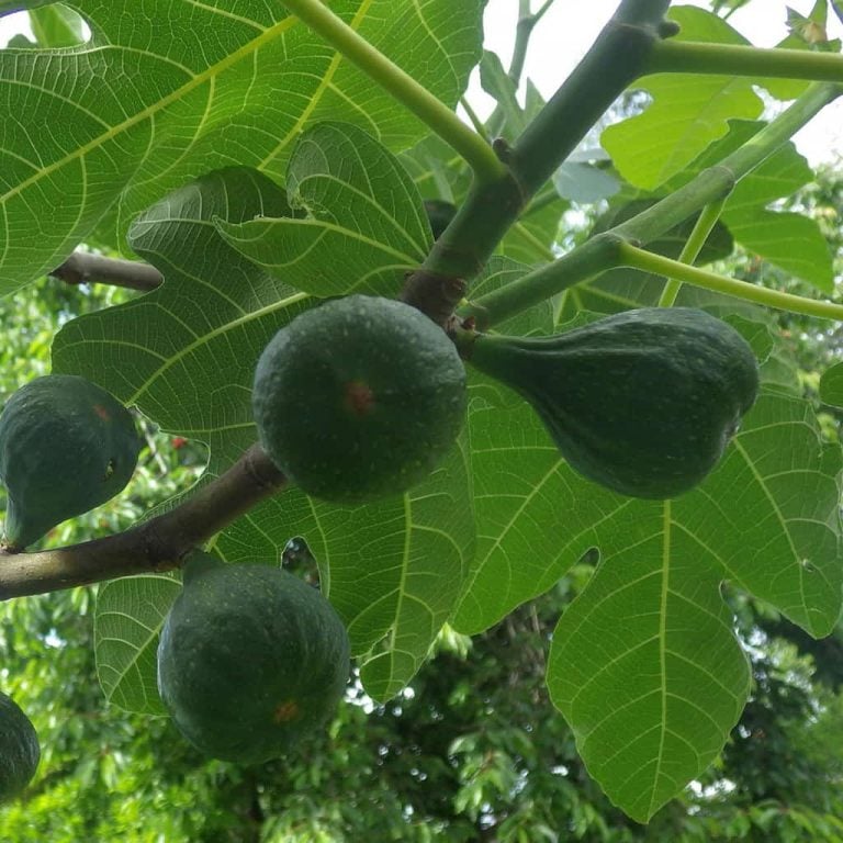 Italian Honey Fig Tree For Sale - 2'-3' Bare Root Tree