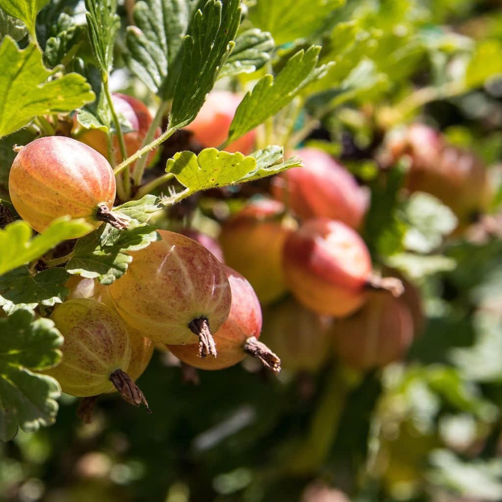 Captivator Gooseberry Plant For Sale - 6-12" Bareroot
