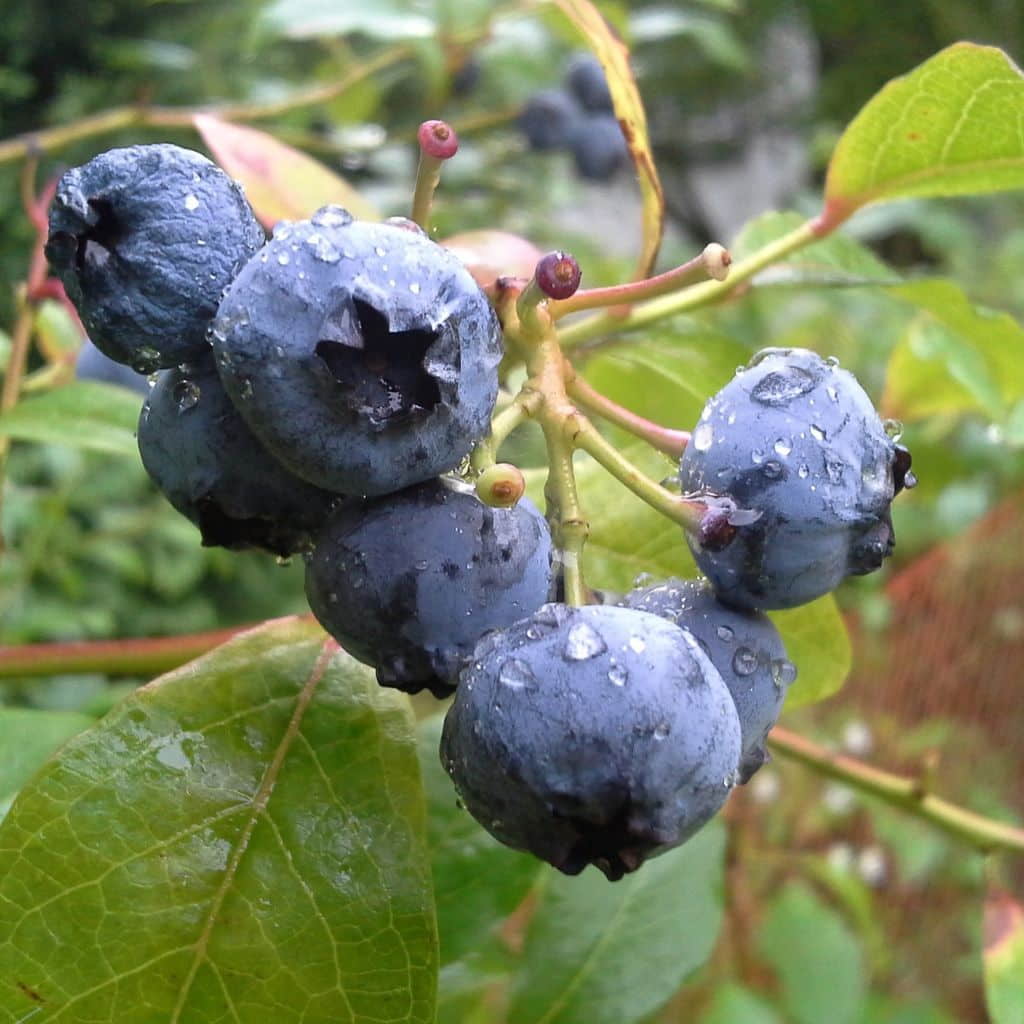 Jersey Blueberry Plant For Sale - 10"-14" Tall, 1 Liter Pot Plant