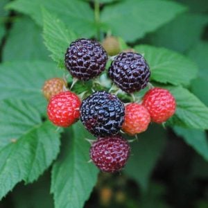 Jewel Black Raspberry Plant For Sale - 12"-18" Bare Root Plant