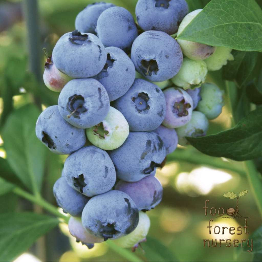 Jewel Blueberry Plant For Sale - 10"-14" Tall, 1 Liter Pot Plant