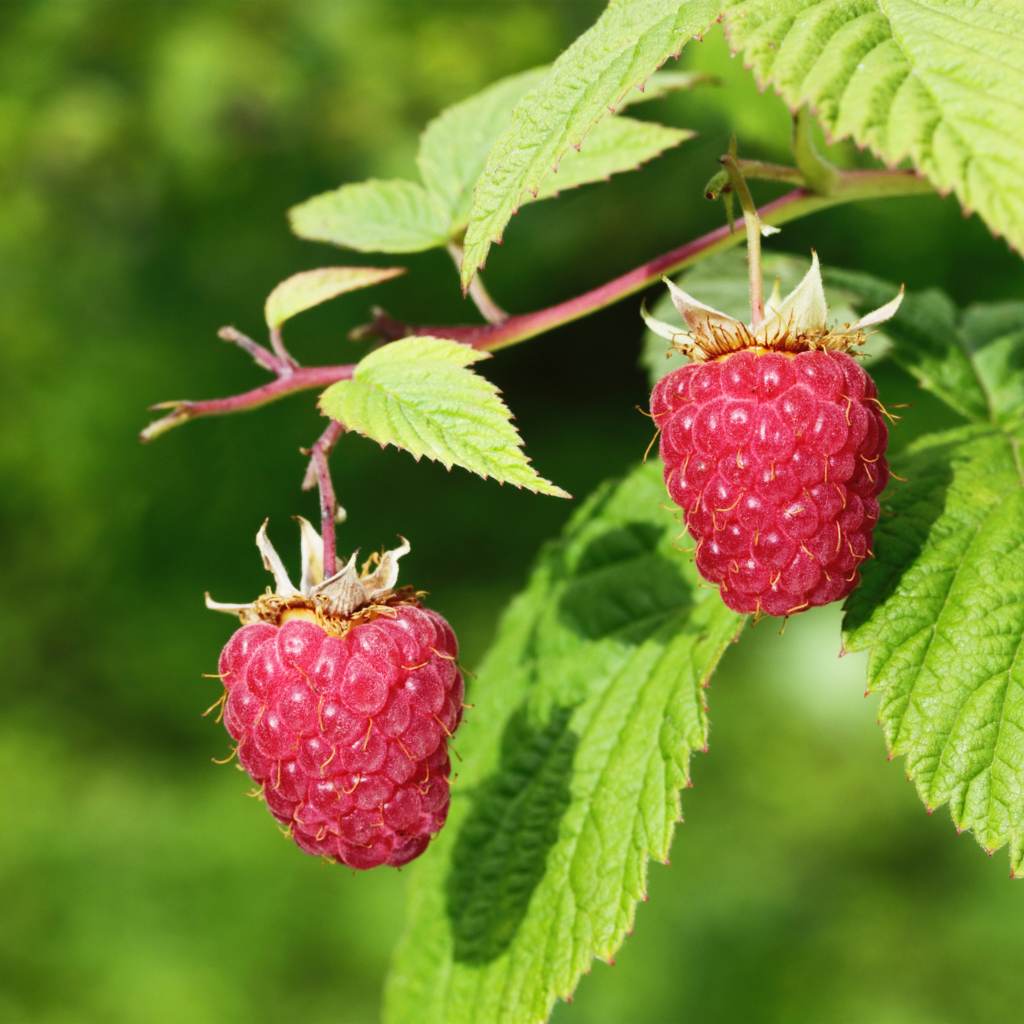 Joan J Raspberry Plant For Sale - 12"-18" Bare Root Plant