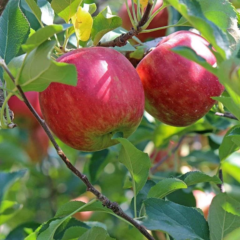 Cider Apple Trees For Sale - Bare Root Apple Trees