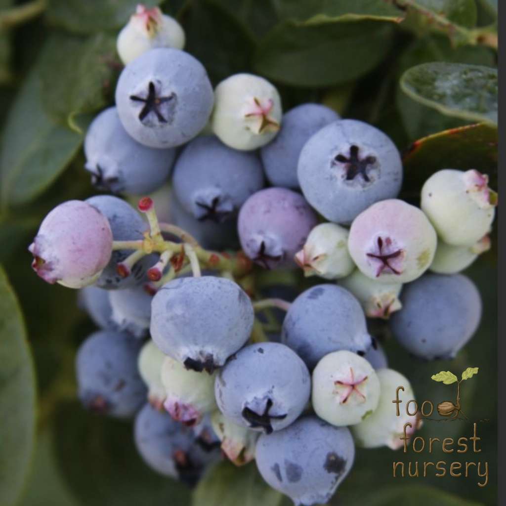 Jubilee Blueberry Plant For Sale - 10"-14" Tall, 1 Liter Pot Plant