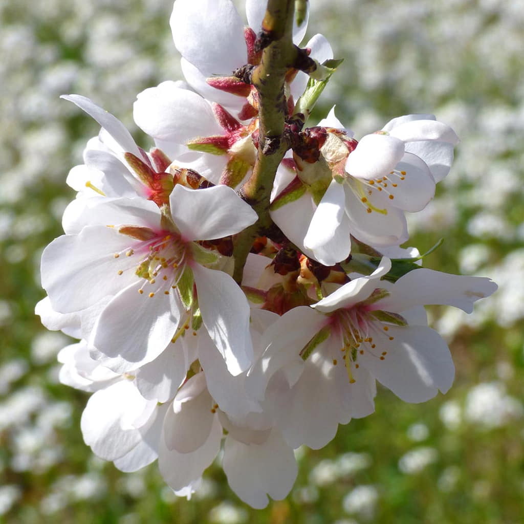 Ian Nanking White Cherry Tree For Sale - 2-3ft Bareroot
