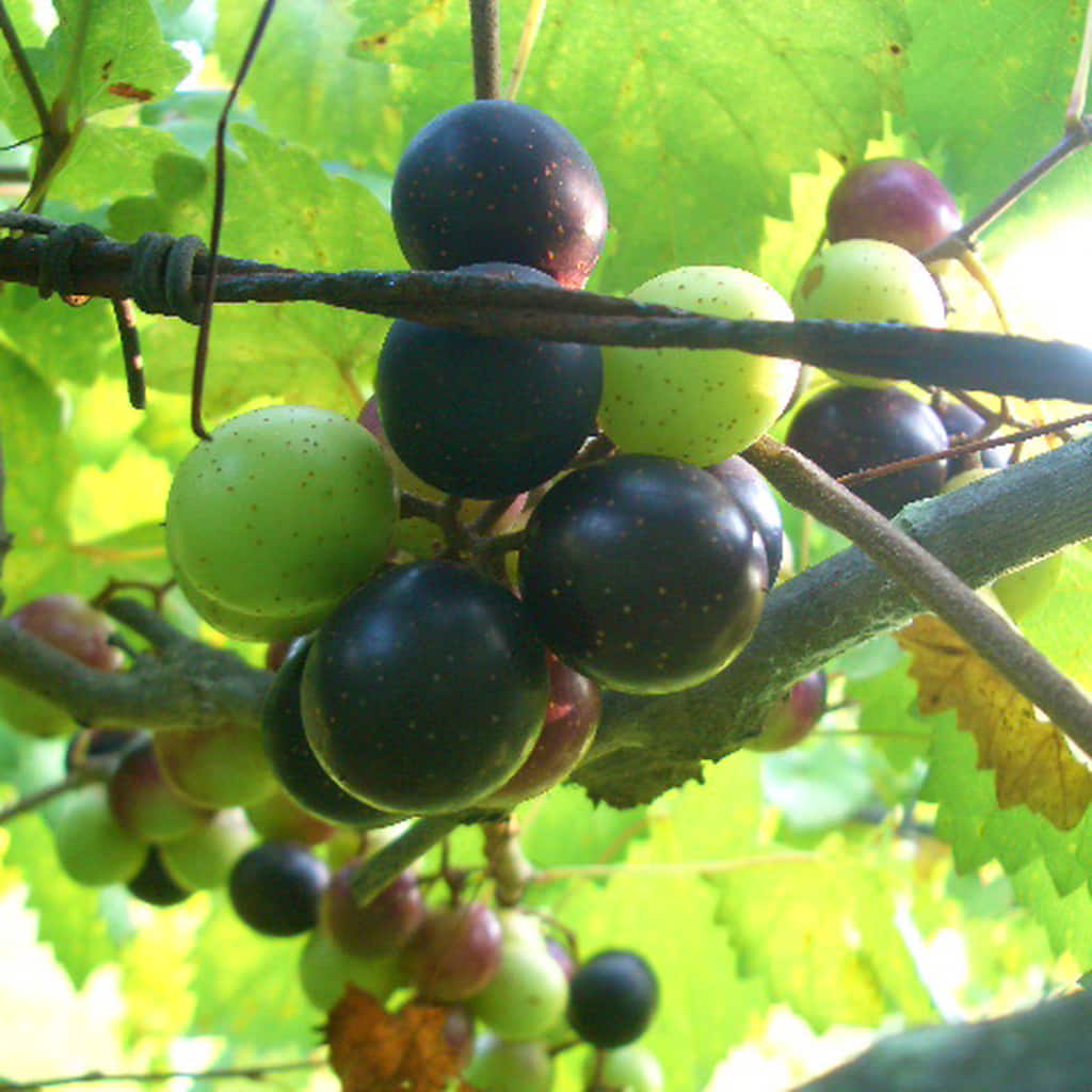 Lakemont Grape Vine For Sale - 1-2ft Bareroot Organic