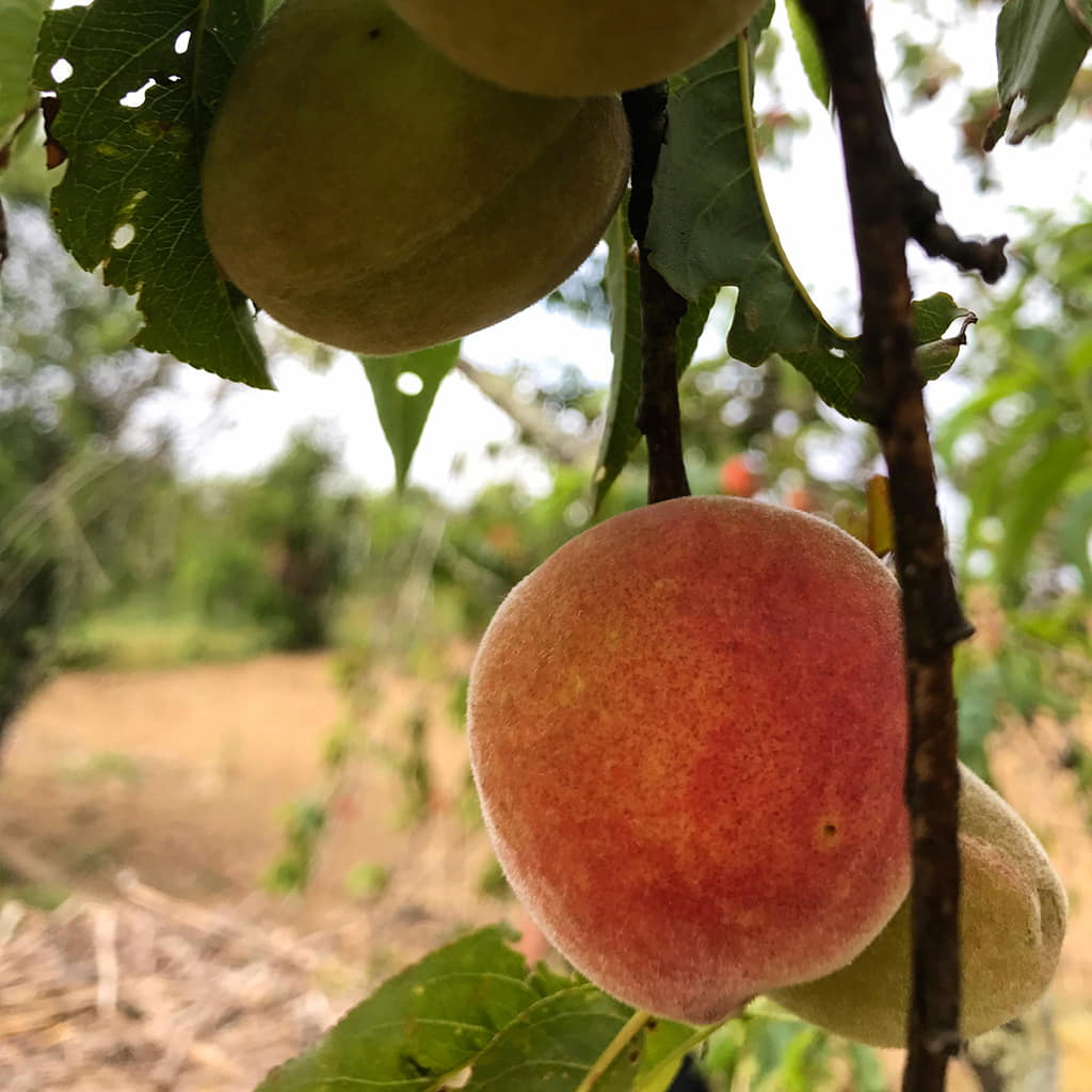 June Gold Peach Tree For Sale - 4'-5' Bare Root Grafted Tree