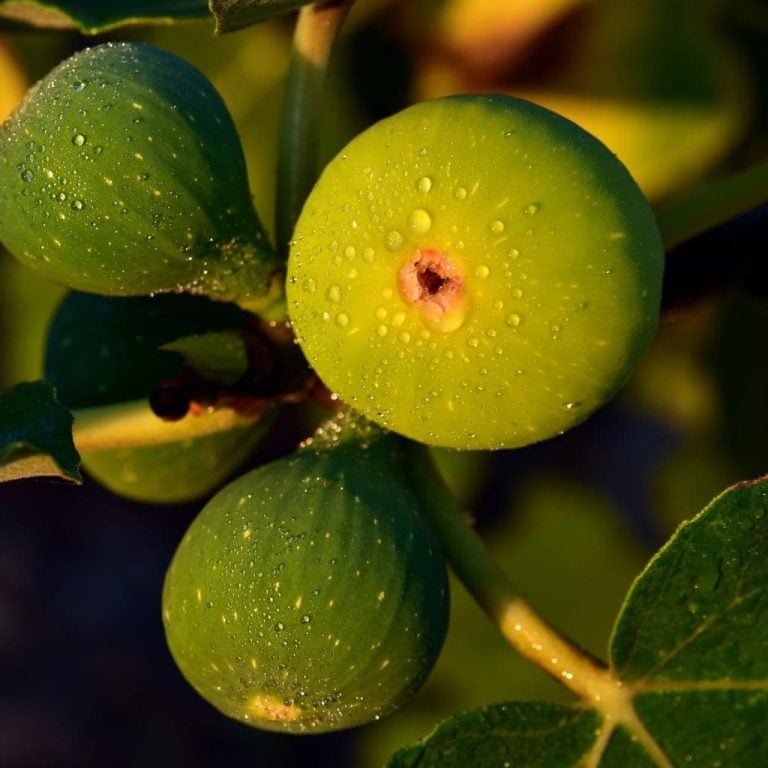 Kadota Fig Tree For Sale - 2'-3' Bare Root Tree