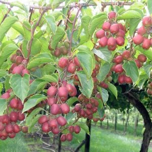 Prolific Hardy Kiwi (Female) Vine For Sale - 10"-14" Tall, 1 Liter Pot Vine