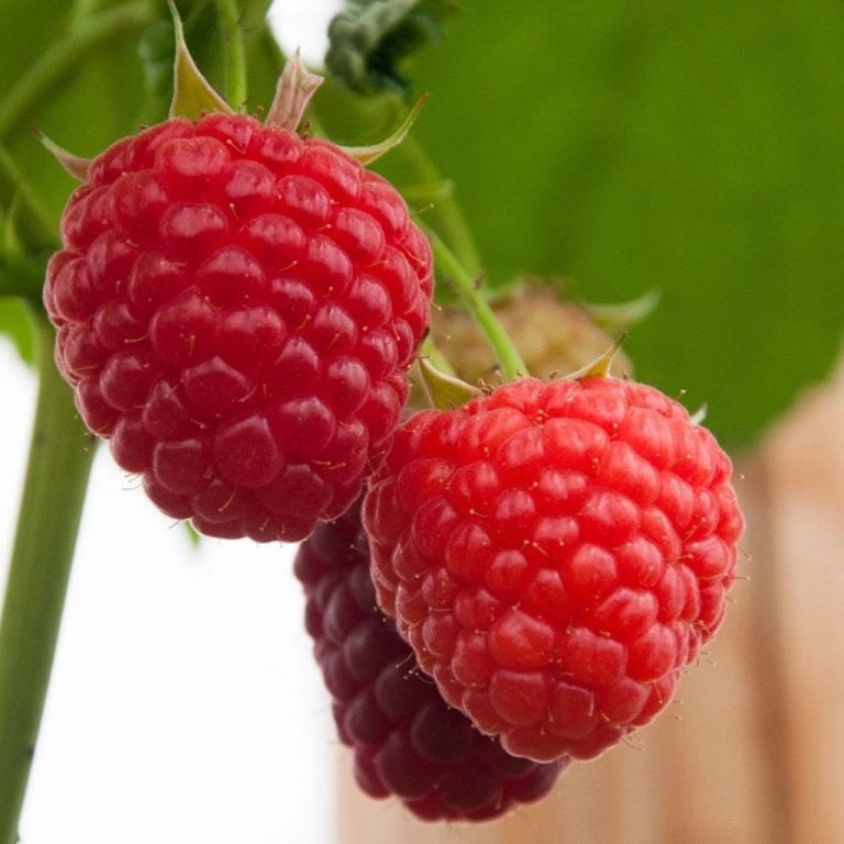 Royalty Purple Raspberry Plant For Sale - 6-12" Bareroot