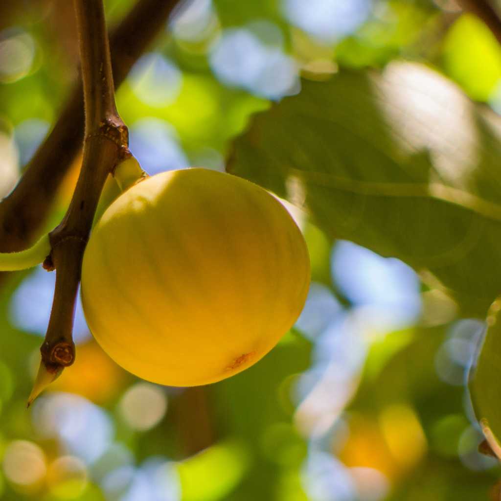 LSU Gold Fig Tree For Sale - 2'-3' Bare Root Tree