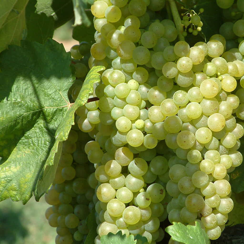 King Of The North Grape Vine For Sale - 1-2ft Bareroot